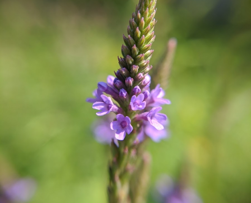 November 2022 Mystery Plant - Among Rhode Island Wildflowers
